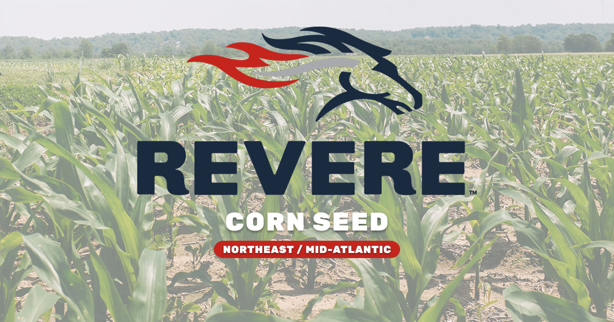 Northeast / Mid-Atlantic Corn Seed - REVERE SEED